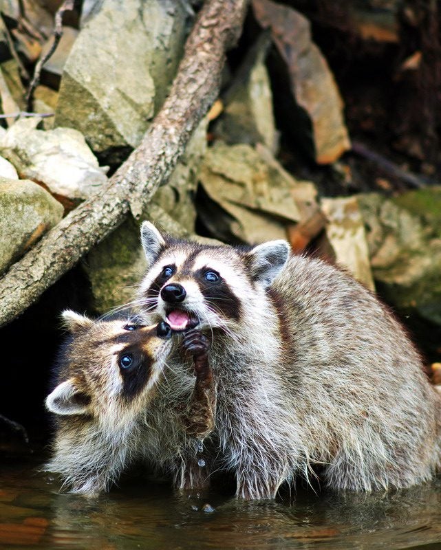 Wildlife Viewing - Land Between the Lakes National Recreation Area